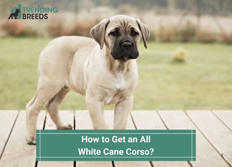 How to Get an All White Cane Corso? (2024)