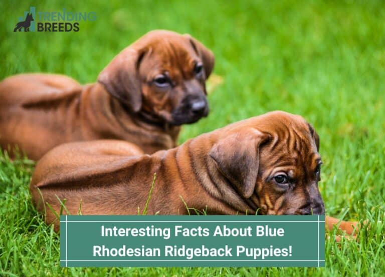 Interesting Facts About Blue Rhodesian Ridgeback Puppies! (2022)