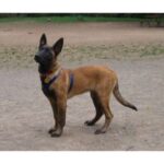 7 Best Belgian Malinois Rescues in The USA! (2023)