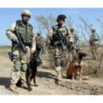 How Do Belgian Malinois Dogs Help the Military? We Got The Answers! (2024)