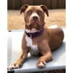 Rhodesian Ridgeback Pitbull Mix – Ultimate Breed Guide! (2024)