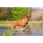 Rhodesian Ridgeback Hunting Lions! Can They Kill A Lion? (2022)