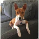 Adopt a Basenji Puppy – Top 12 Rescues in the USA! (2024)