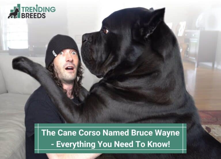 The Cane Corso Named Bruce Wayne – Everything You Need To Know! (2024)