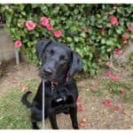 Belgian Malinois Labrador Mix Guide – Everything You Need To Know! (2024)