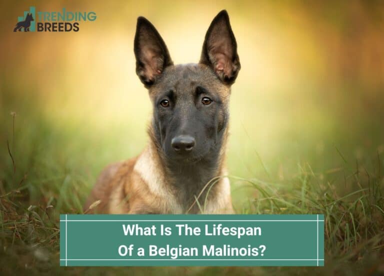 What Is The Lifespan Of a Belgian Malinois? (2024)