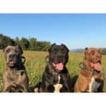 Cane Corso Bandogge Mix Guide! (2024)