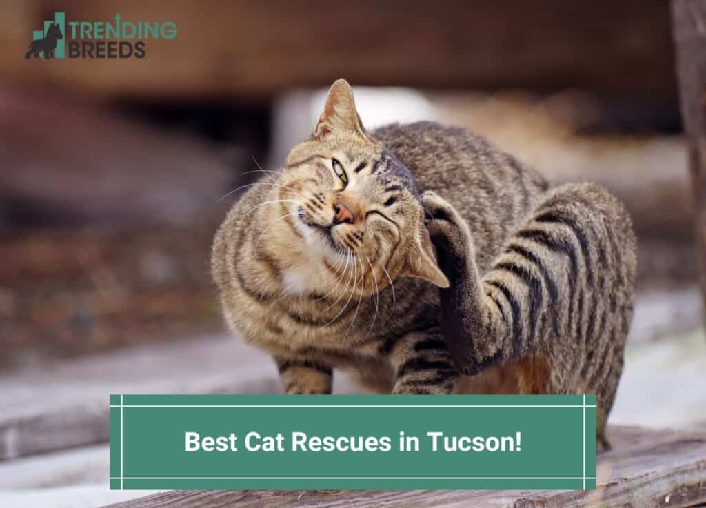 Best Cat Rescues in Tucson-template | Trending Breeds