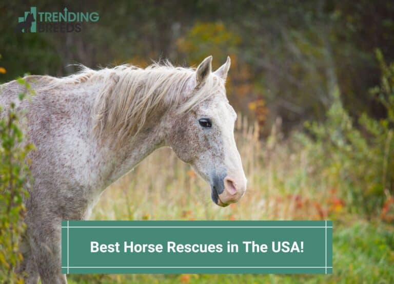 The 20 Best Horse Rescues in The USA! (2022)