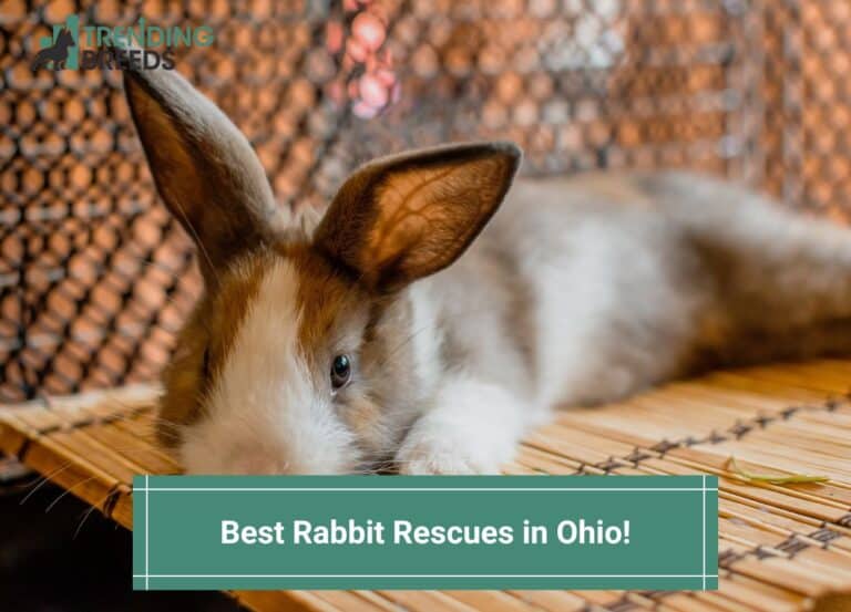 6 Best Rabbit Rescues in Ohio (OH)! (2024)