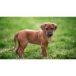 9 Most Popular Rhodesian Ridgeback Mixes! (With Pictures) (2024)