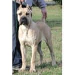 Cane Corso Colors – Common and Rare! (With Pictures) (2023)