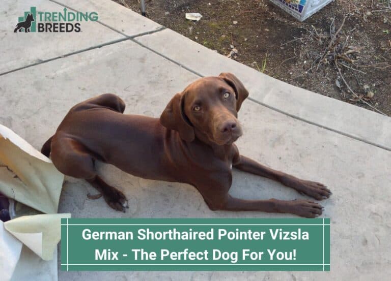 German Shorthaired Pointer Vizsla Mix – The Perfect Dog For You! (2024)