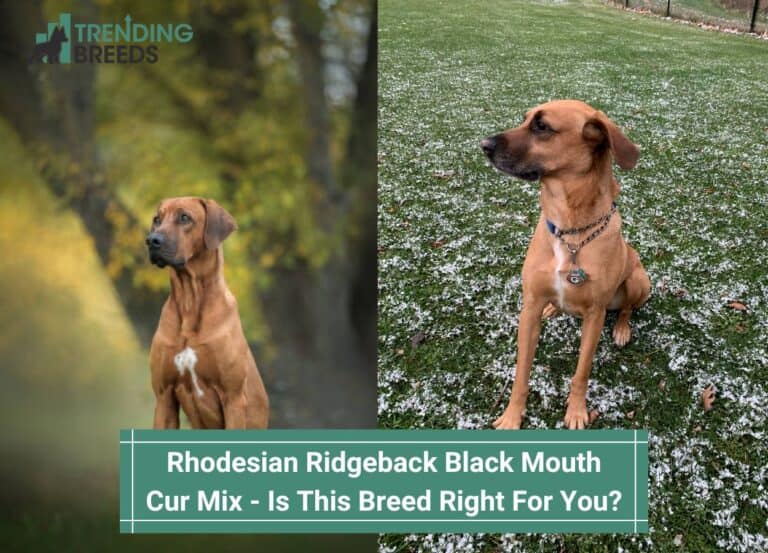 Rhodesian Ridgeback Black Mouth Cur Mix – Is This Breed Right For You ...