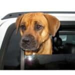 9 Most Popular Rhodesian Ridgeback Mixes! (With Pictures) (2024)