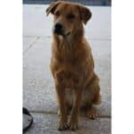 9 Most Popular Rhodesian Ridgeback Mixes! (With Pictures) (2024)