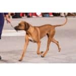 9 Most Popular Rhodesian Ridgeback Mixes! (With Pictures) (2024)