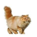 9 Best Persian Cat Rescues in The USA! (2023)