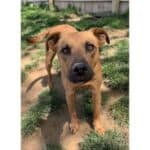Rhodesian Ridgeback Black Mouth Cur Mix – Is This Breed Right For You ...