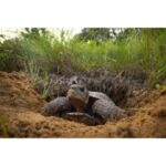 8 Best Turtle Rescues in Florida! (2024)