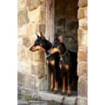 7 Best Doberman Rescues in The USA! (2024)