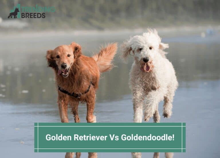 Golden Retriever Vs Goldendoodle – Breed Comparison! (2024)