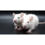 The 4 Best Rat Breeders in The UK! (2024)