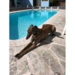 6 Best Greyhound Rescues in Florida! (2024)