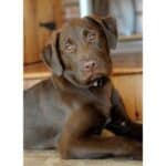 7 Best Labrador Breeders in Maryland! (2024)