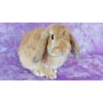 8 Best Rabbit Rescues in New Jersey (NJ)! (2022)