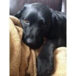 7 Best Labrador Breeders in Maryland! (2024)
