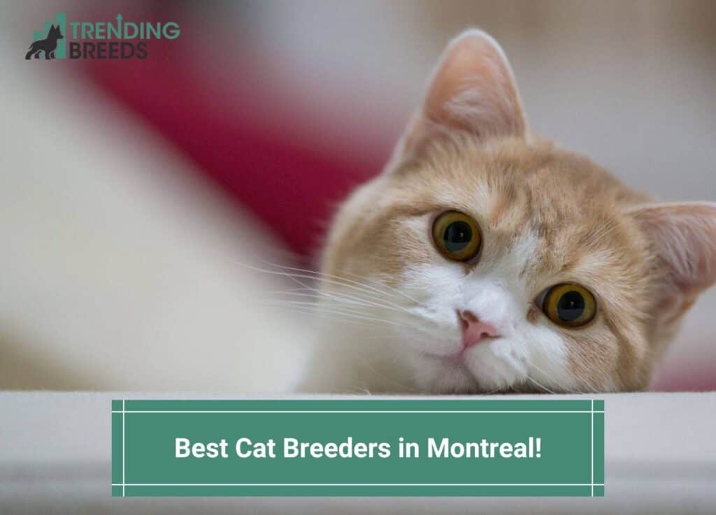 Best Cat Breeders in Montreal-template | Trending Breeds