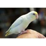 Can Birds Have Down Syndrome? How Common Is It? (2024)