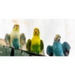 Can Birds Have Down Syndrome? How Common Is It? (2024)