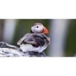 Can Birds Have Down Syndrome? How Common Is It? (2024)