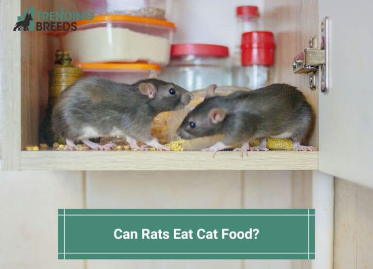 Can Rats Eat Cat Food? What You Need to Know! (2024)