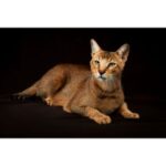 13 Domestic Cats That Look Like Lynx 2024