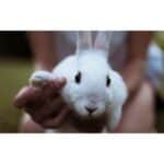 Do Rabbits Have Claws? (2024)