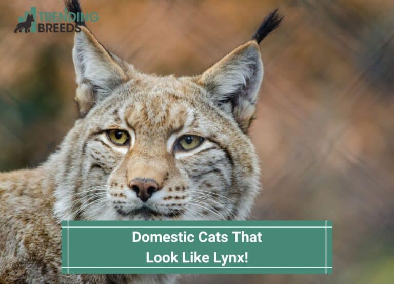 13 Domestic Cats That Look Like Lynx! (2024)