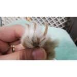 Do Rabbits Have Claws? (2024)