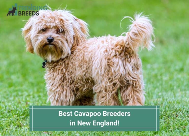 4 Best Cavapoo Breeders in New England! (2023)