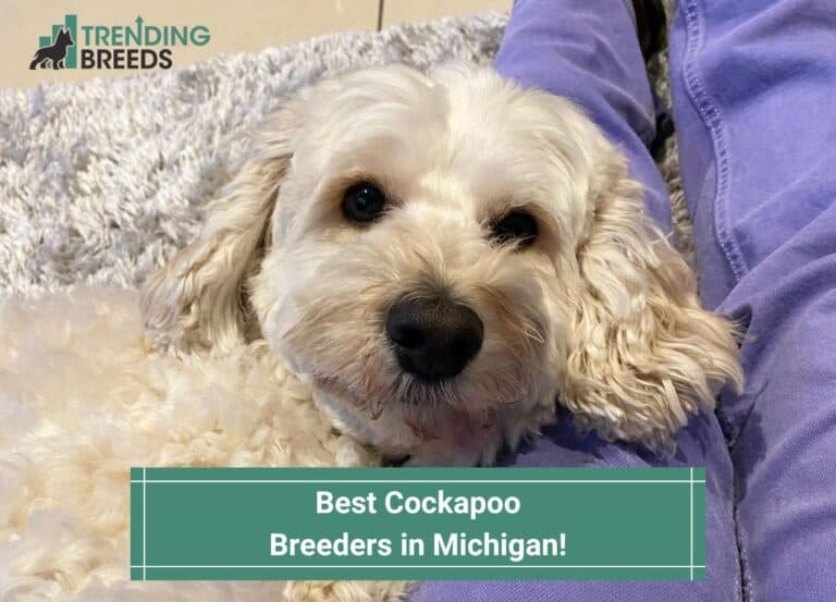 7 Best Cockapoo Breeders in Michigan! (2023)