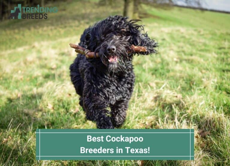7 Best Cockapoo Breeders in Texas! (2024)