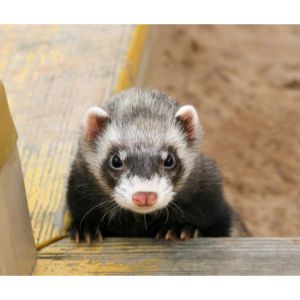 Ferrets for Sale in Ohio – Top 4 Breeders! (2023)