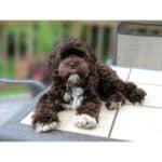 7 Best Cockapoo Breeders in Michigan! (2023)