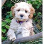7 Best Cockapoo Breeders in Virginia! (2023)
