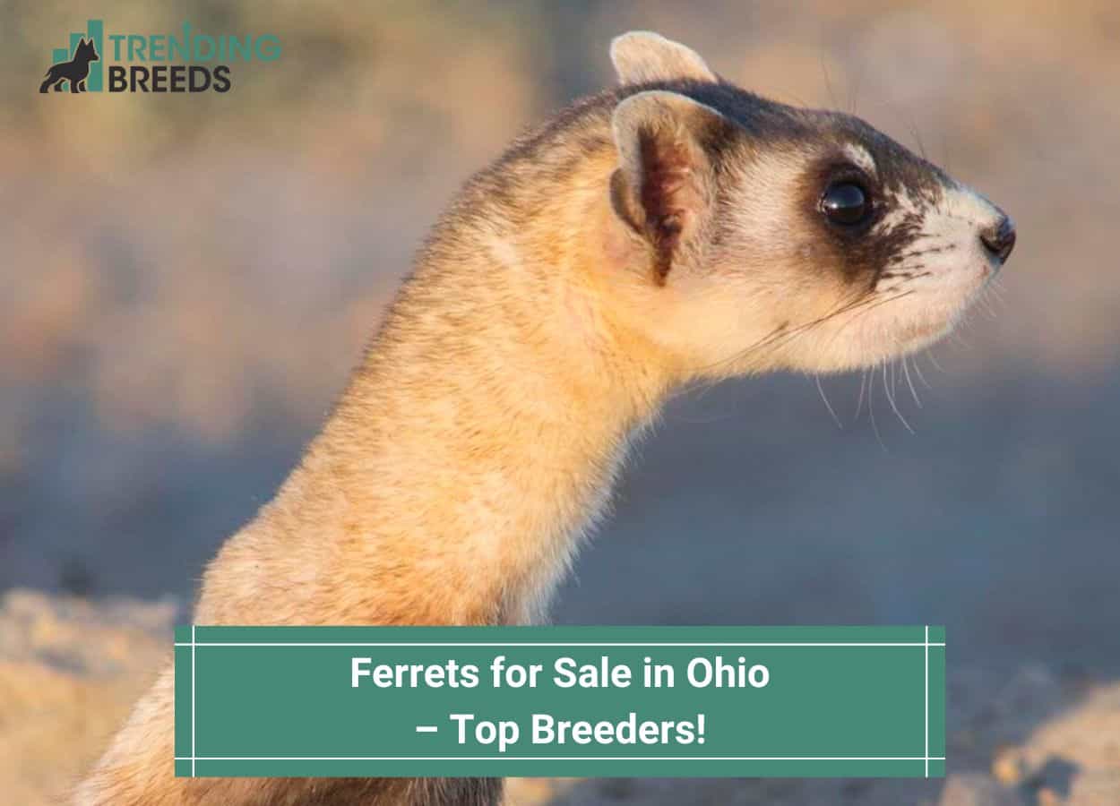 Ferrets for Sale in Ohio – Top 4 Breeders! (2023)