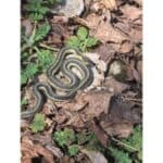 What Does Garter Snake Poop Look Like? (2023)