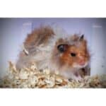 13 Facts About The Teddy Bear Hamster! (2023)