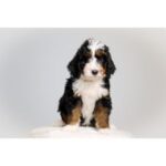 4 Best Bernedoodle Breeders in Colorado! (2024)